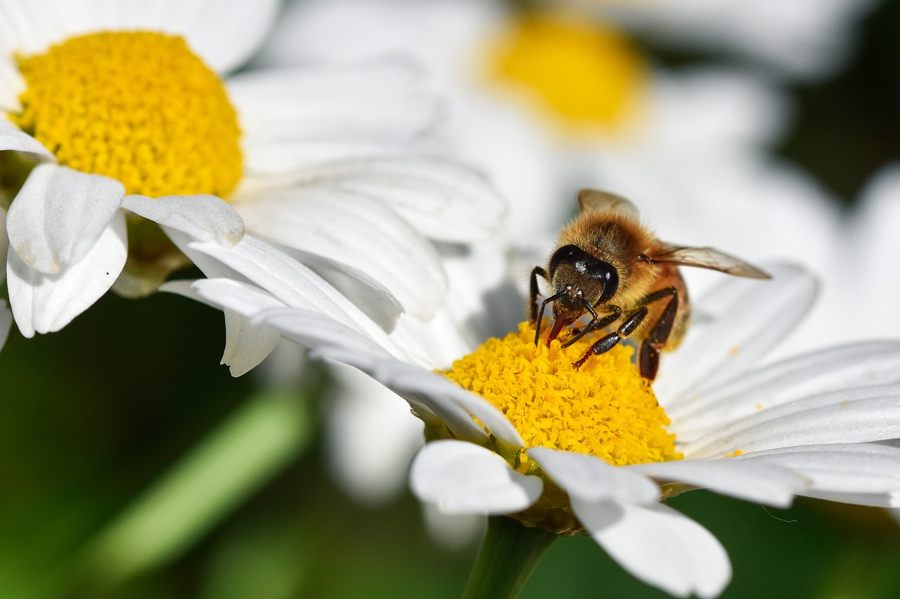Bee Insect Nature - Free photo on Pixabay