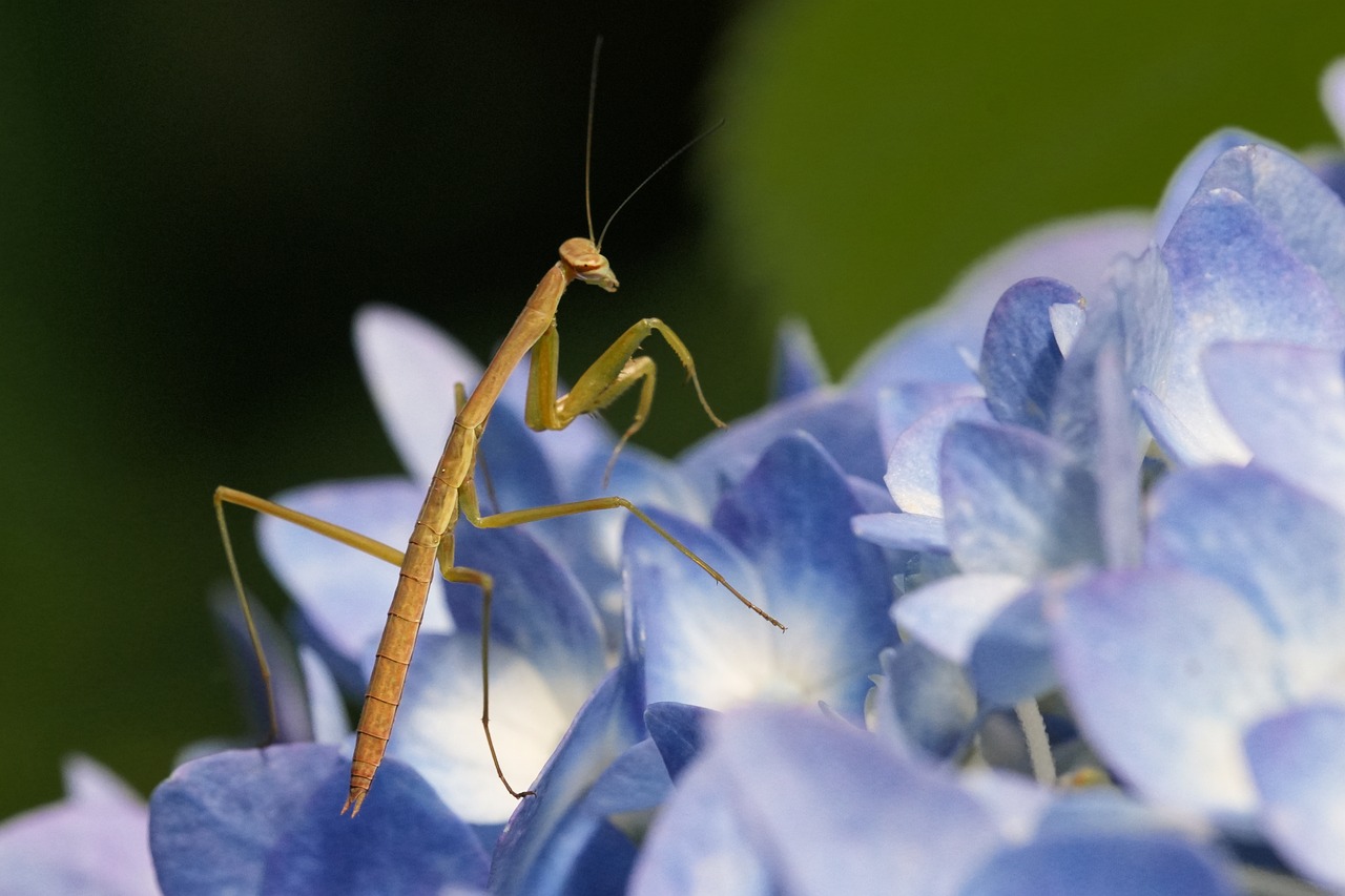 Praying Mantis Mantodea - Free photo on Pixabay