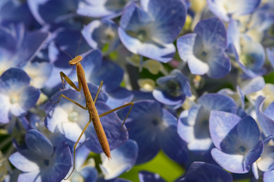 Praying Mantis Mantodea - Free photo on Pixabay