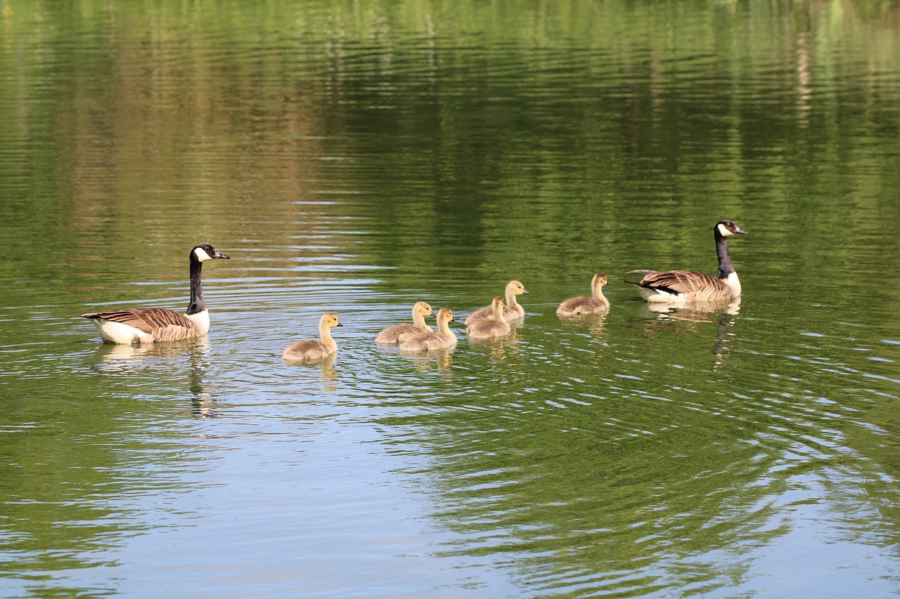 Geese Family Goslings - Free photo on Pixabay