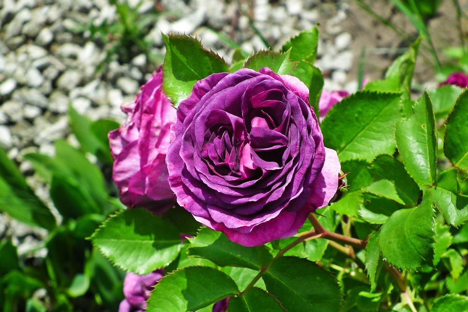 Rose Flor Violeta - Foto gratis en Pixabay
