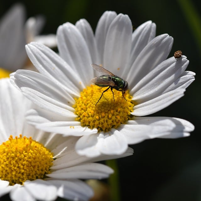 Fly Flower Nature - Free photo on Pixabay