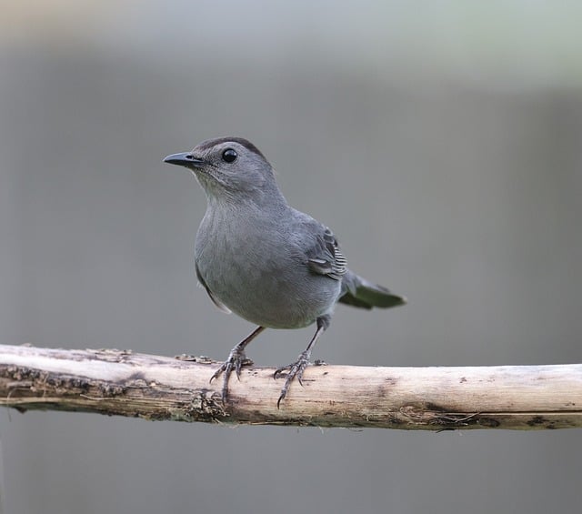 Nature Bird Spring - Free photo on Pixabay