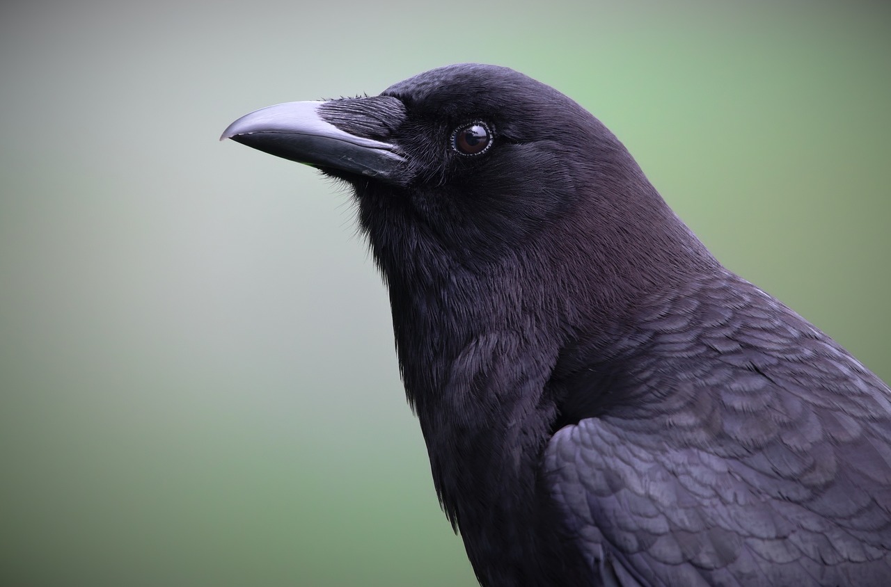 Cuervo Americano Pájaro Animal - Foto gratis en Pixabay