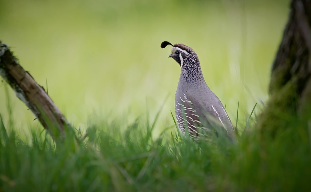 California Quail Bird Animal - Free photo on Pixabay