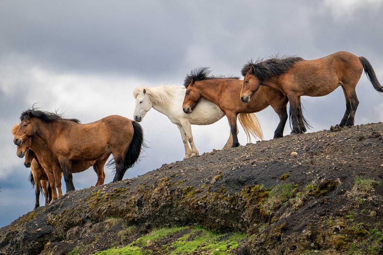 Horses Icelandic Horse Animal - Free photo on Pixabay