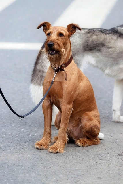 Dog Pet Animal - Free photo on Pixabay