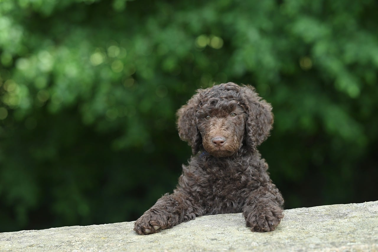 Royal Poodle Aurelio Blue - Free photo on Pixabay