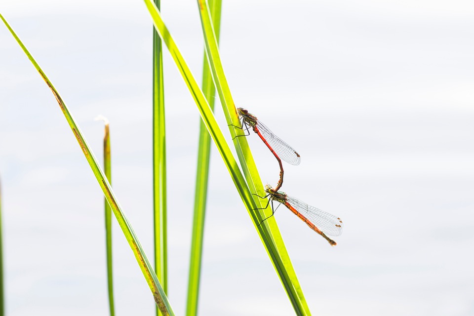 Nymphs Water The Insect - Free photo on Pixabay