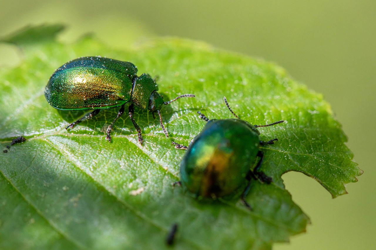 Entomology Arthropods Beetles - Free photo on Pixabay