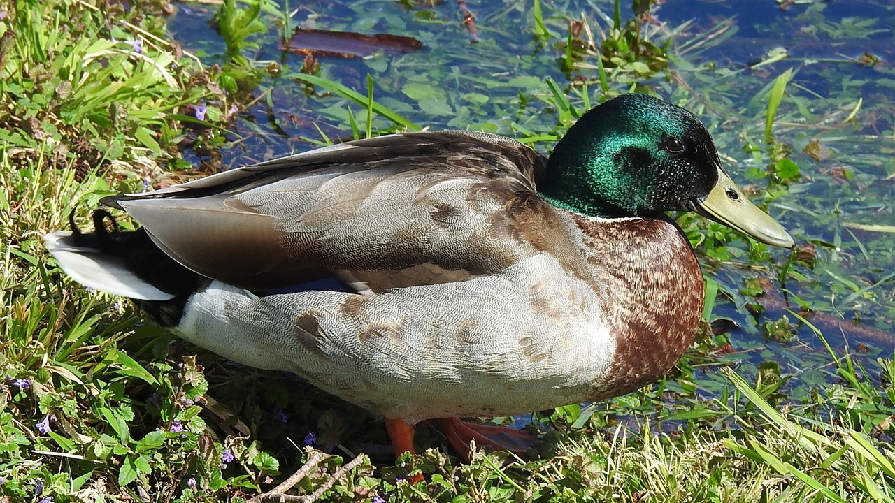 Animal Duck Nature - Free photo on Pixabay