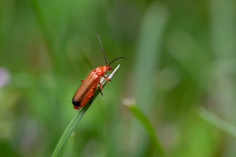 Insect Beetle Soft Close - Free photo on Pixabay