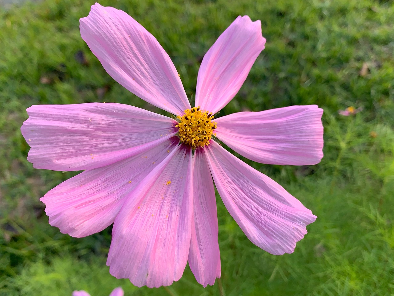 Flor Pólen Reprodução De Plantas - Foto gratuita no Pixabay