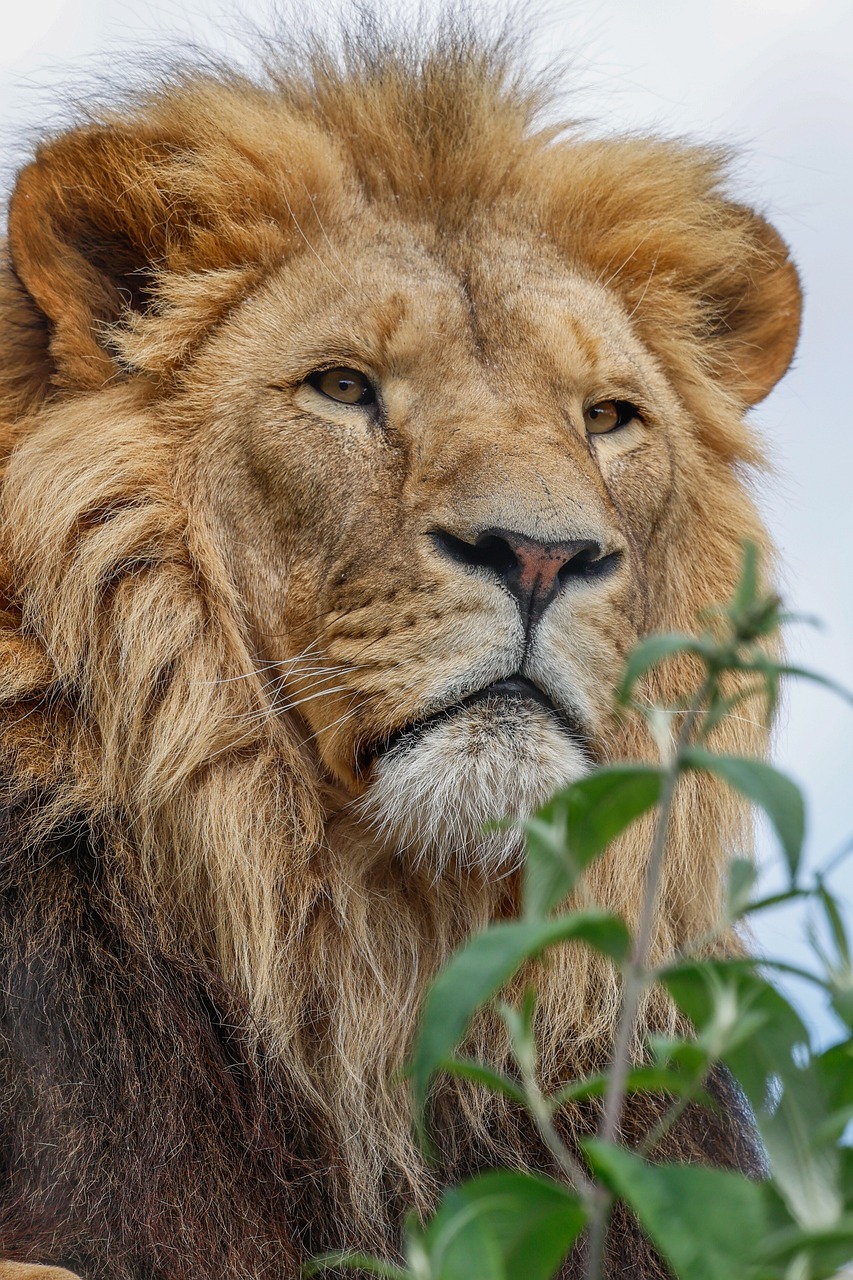 Lion Natur Tier - Kostenloses Foto auf Pixabay