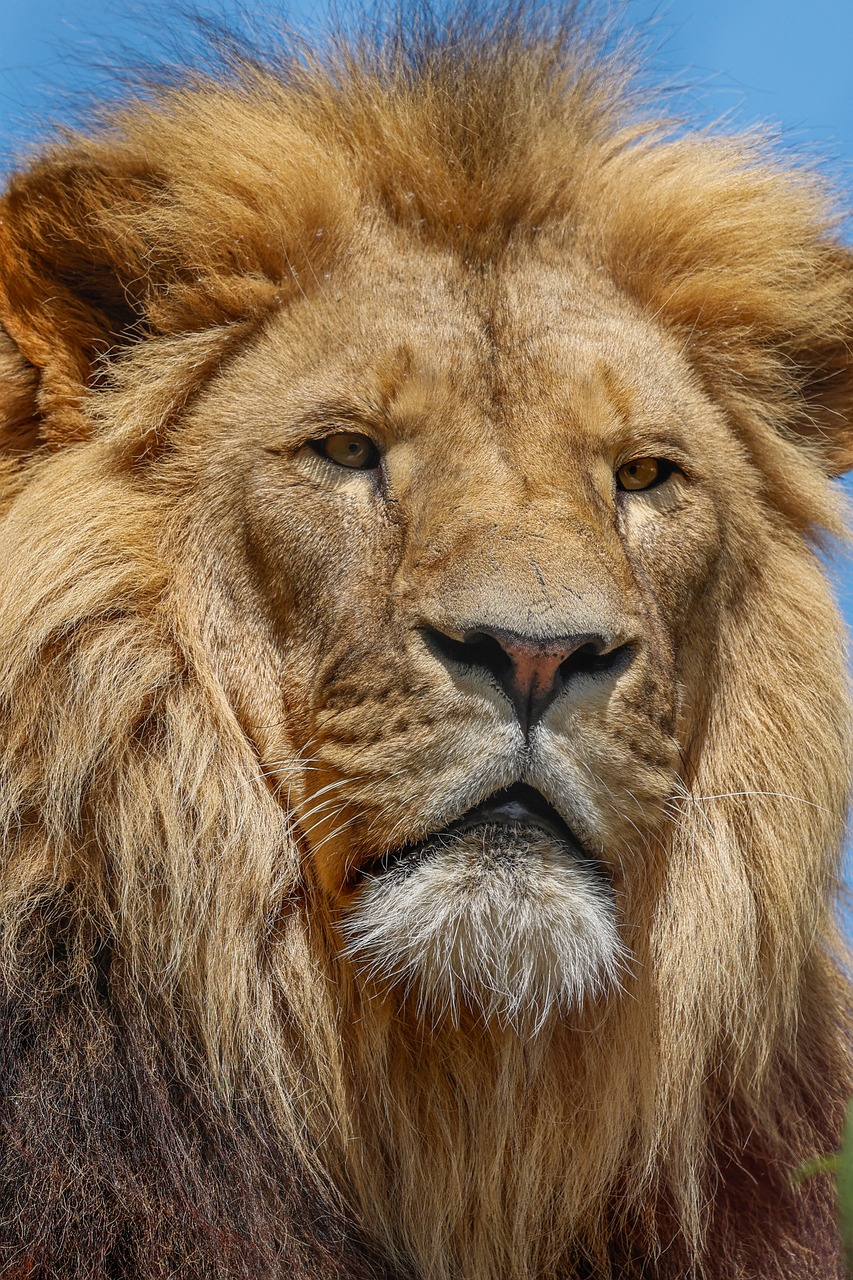 Lion Nature Animal - Free photo on Pixabay