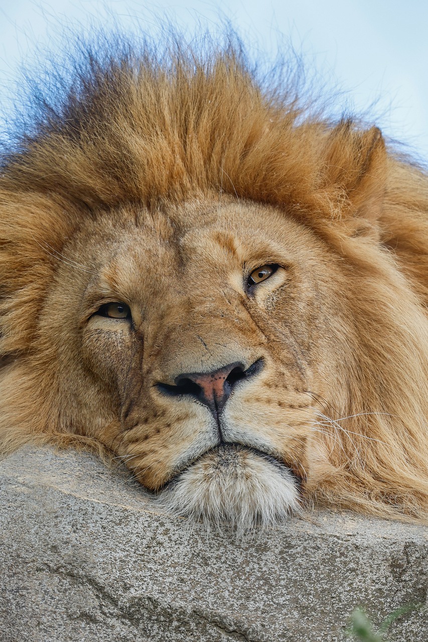 Lion Natur Tier - Kostenloses Foto auf Pixabay