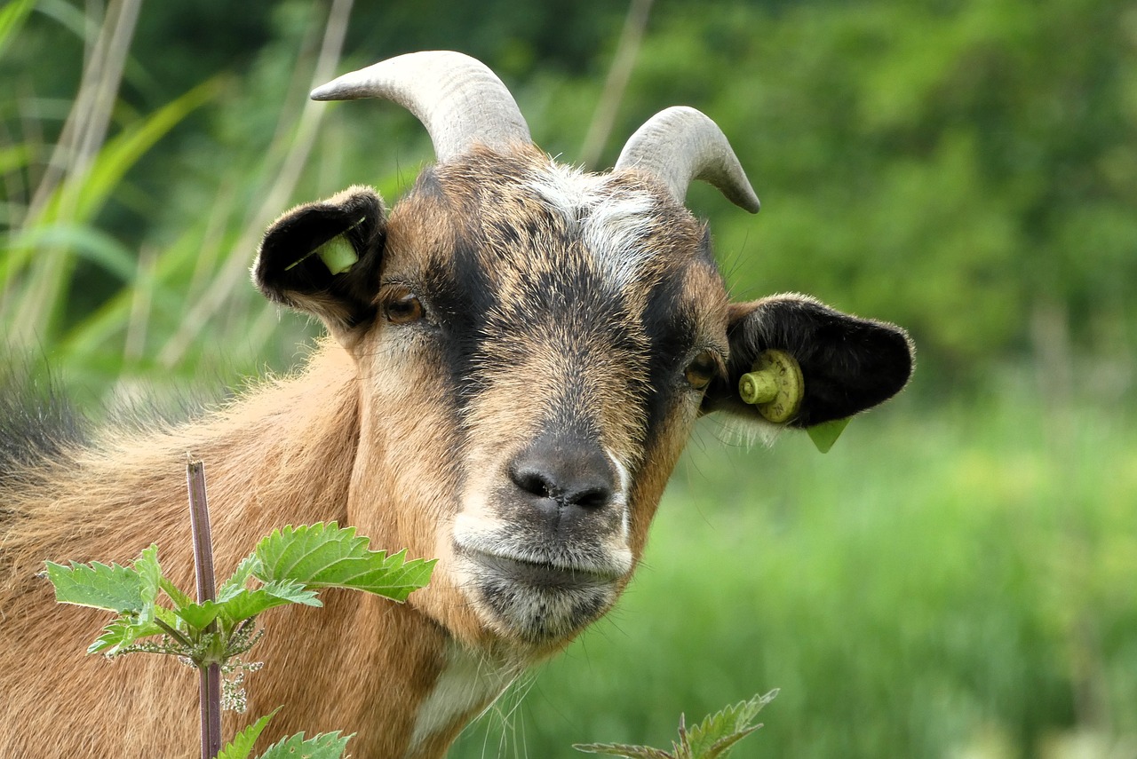 Goat Mammal Portrait - Free photo on Pixabay