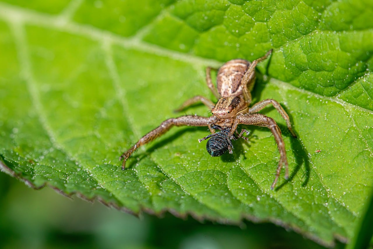 Arachnid Arachnology Arachnophobia - Free photo on Pixabay