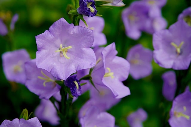 Bell Flower Blue - Free photo on Pixabay