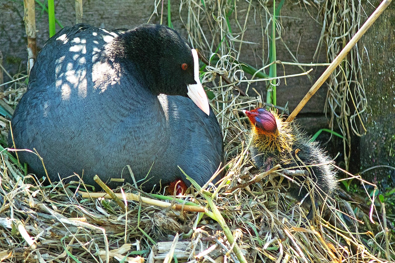 Coot Waterfowl Bird - Free photo on Pixabay