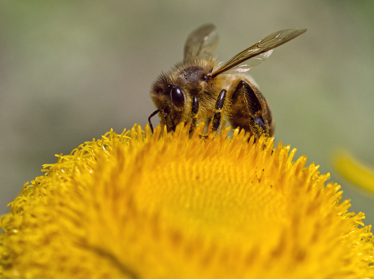 Bee Blossom Bloom - Free photo on Pixabay