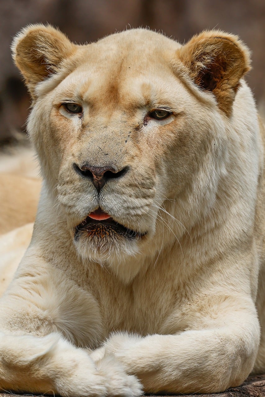 Lion Nature Animal - Photo gratuite sur Pixabay