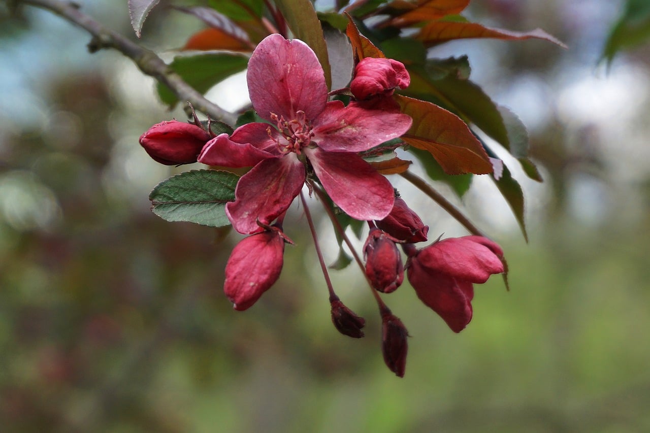 Flowers Apple Blossoms Tree Fruit - Free photo on Pixabay