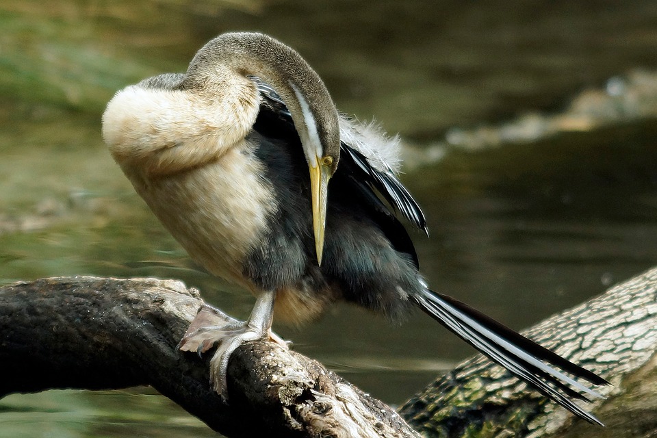 Snake-Necked Bird Tropical - Free photo on Pixabay