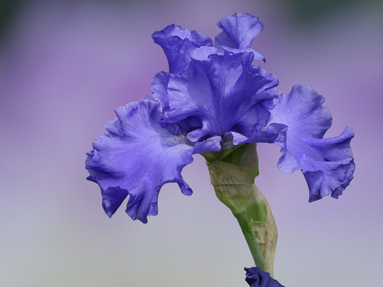 Flower Iris Nature - Free photo on Pixabay
