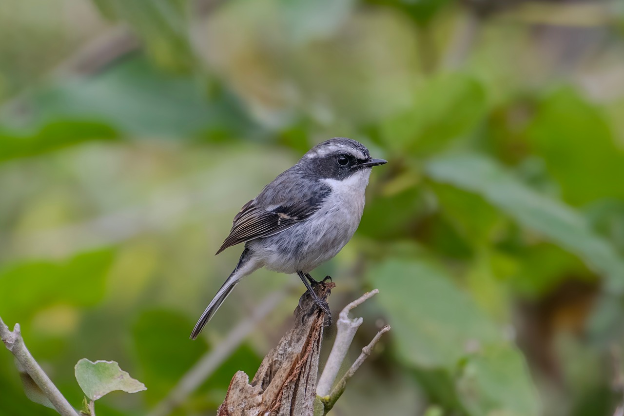 50,000+ Free Grey Bushchat & Nature Images - Pixabay