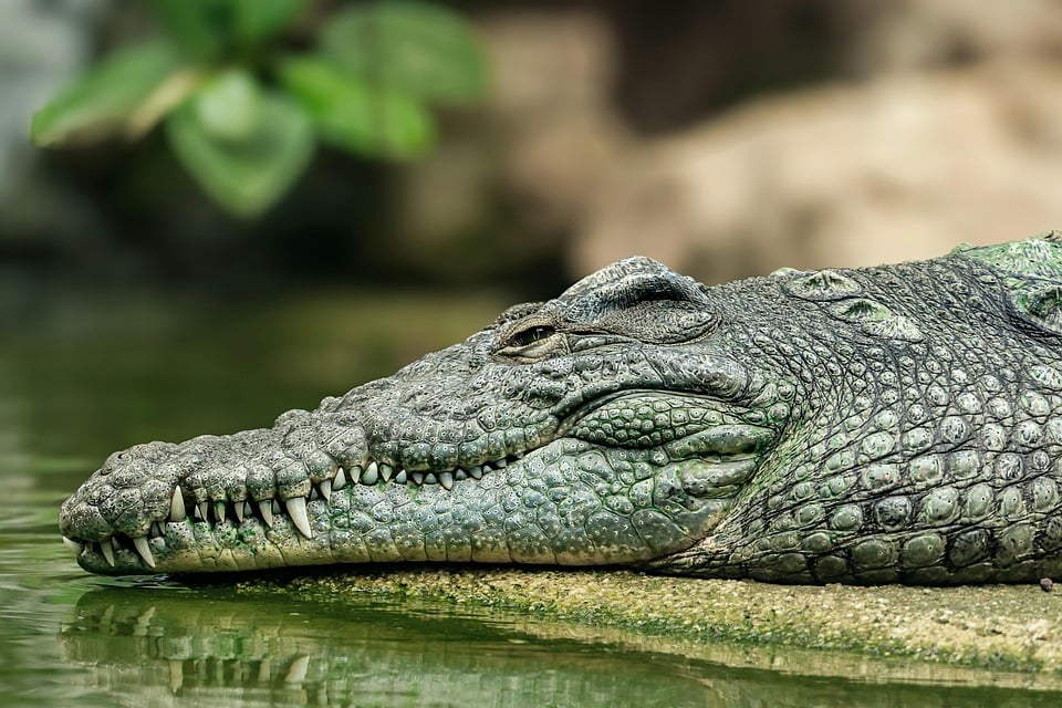 Reptile Nature Animal - Free photo on Pixabay