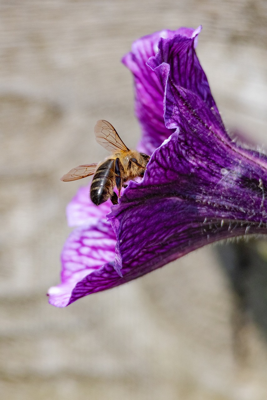 Bee Insect Nature - Free photo on Pixabay