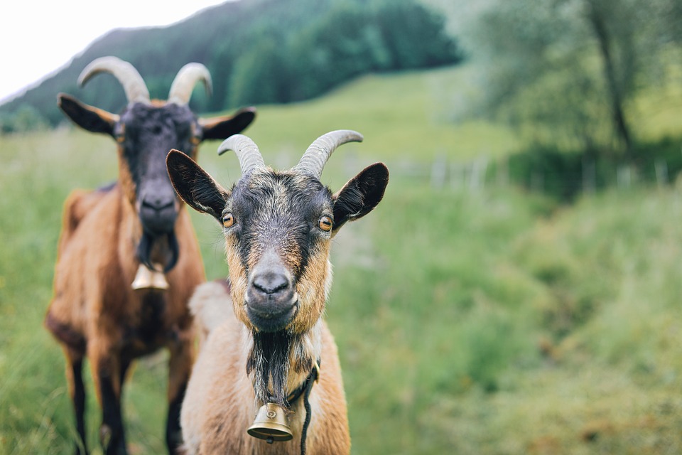 Goats Pasture Bell Jar Farm - Free photo on Pixabay