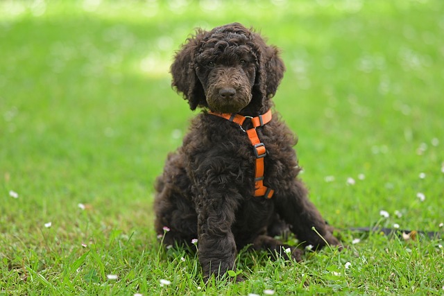 Page 2 - 10,000+ Free Messy Puppy & Animal Images - Pixabay