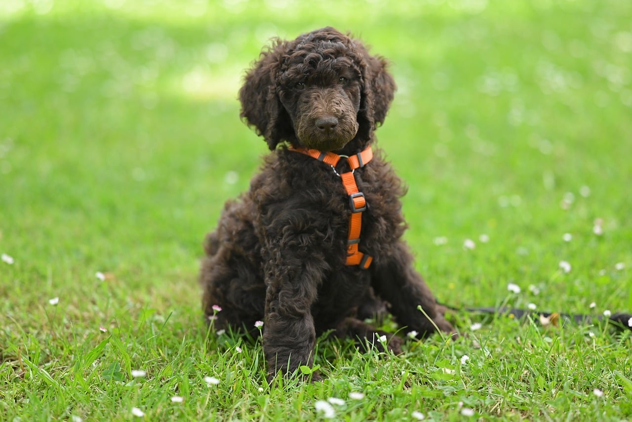 Sitting Puppy Royal Poodle - Free photo on Pixabay