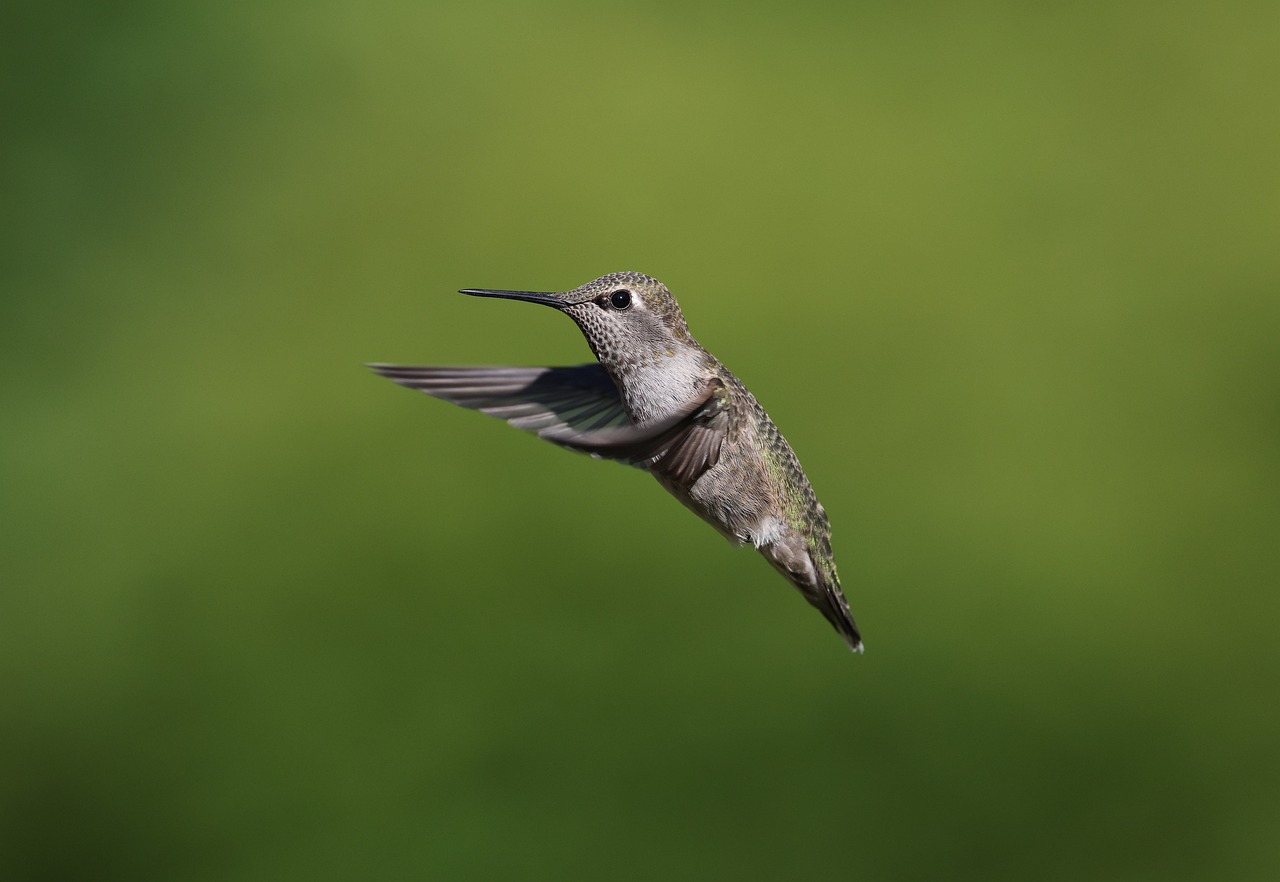 Bird Anna Hummingbird Wildlife - Free photo on Pixabay