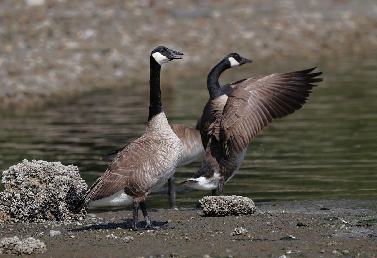Canadian Geese Puget Sound Nature - Free photo on Pixabay