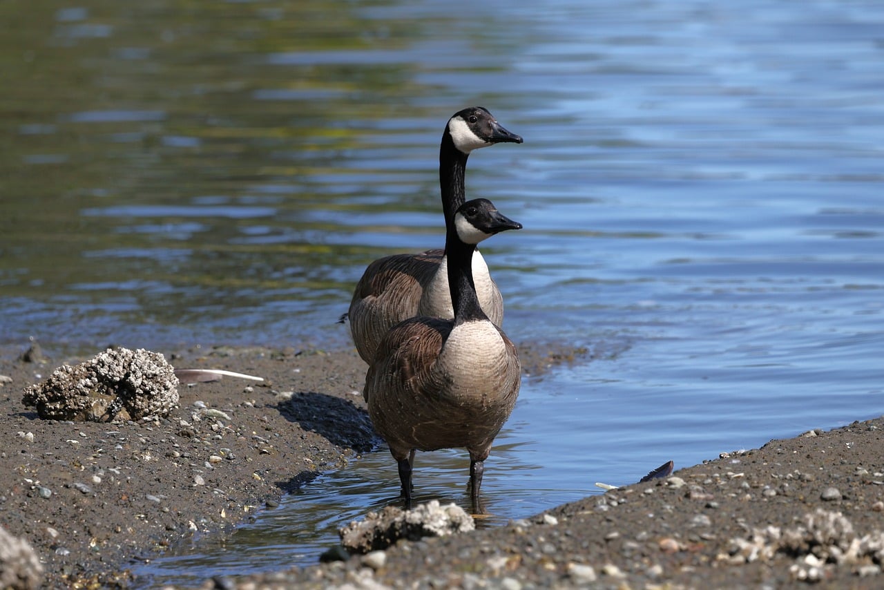 Canadian Geese Puget Sound Nature Free Photo On Pixabay