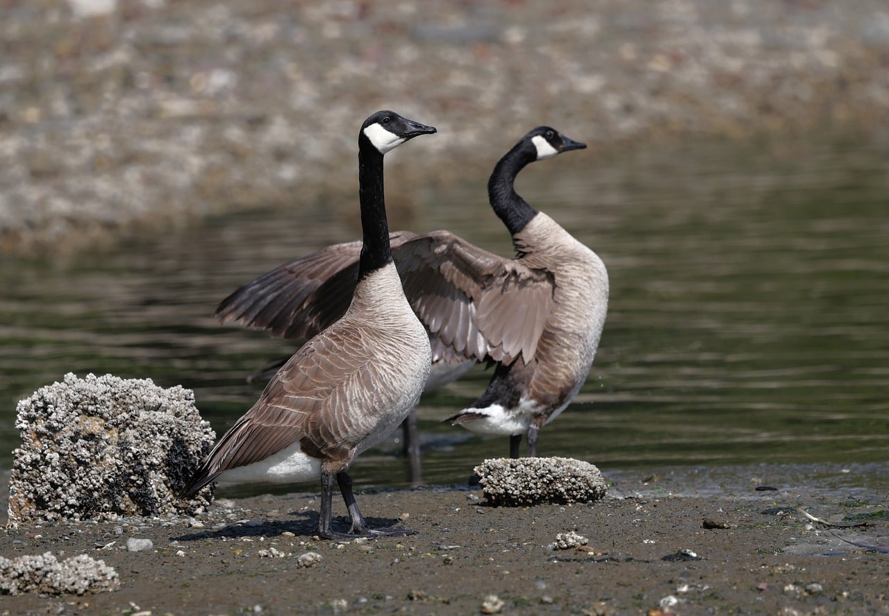 Canadian Geese Puget Sound Nature - Free photo on Pixabay