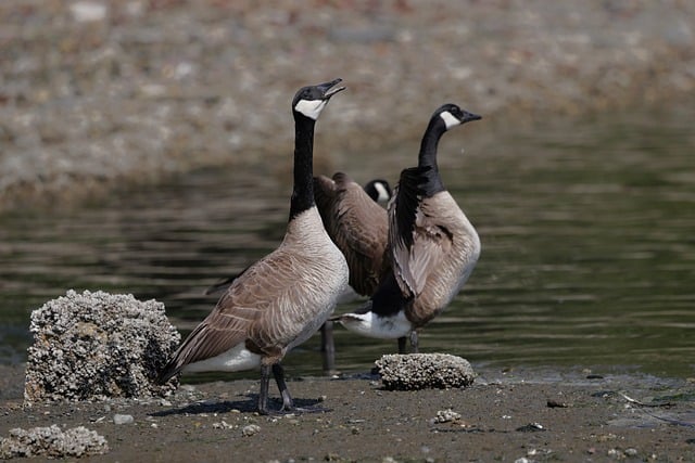 Canadian Geese Puget Sound Nature - Free photo on Pixabay