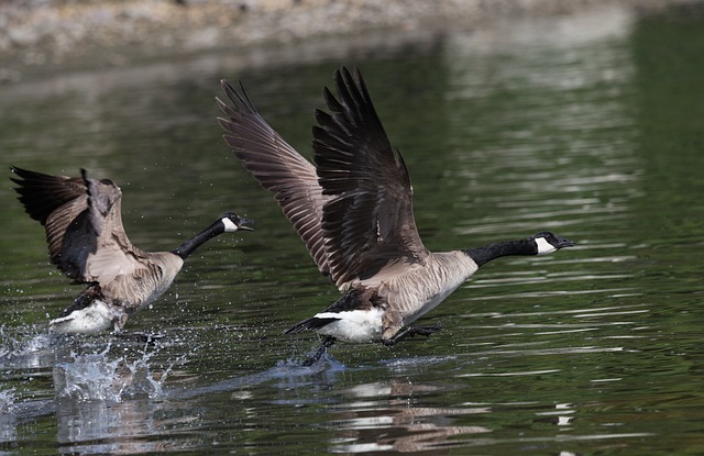 Canadian Geese Puget Sound Nature - Free photo on Pixabay