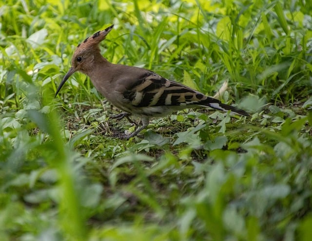 Bird Hoopoe Nature - Free photo on Pixabay