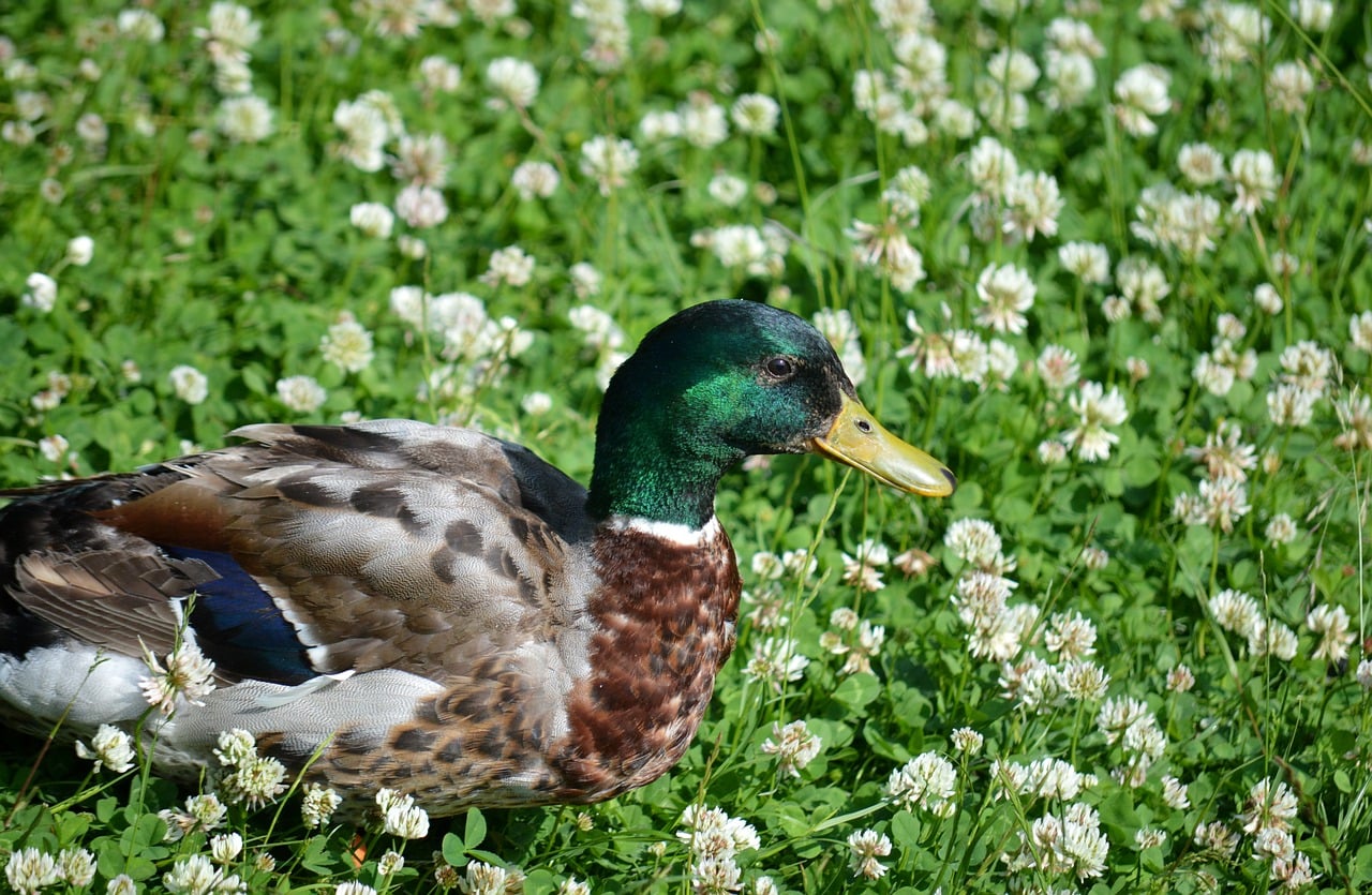 Mallard Drake Duck - Free photo on Pixabay