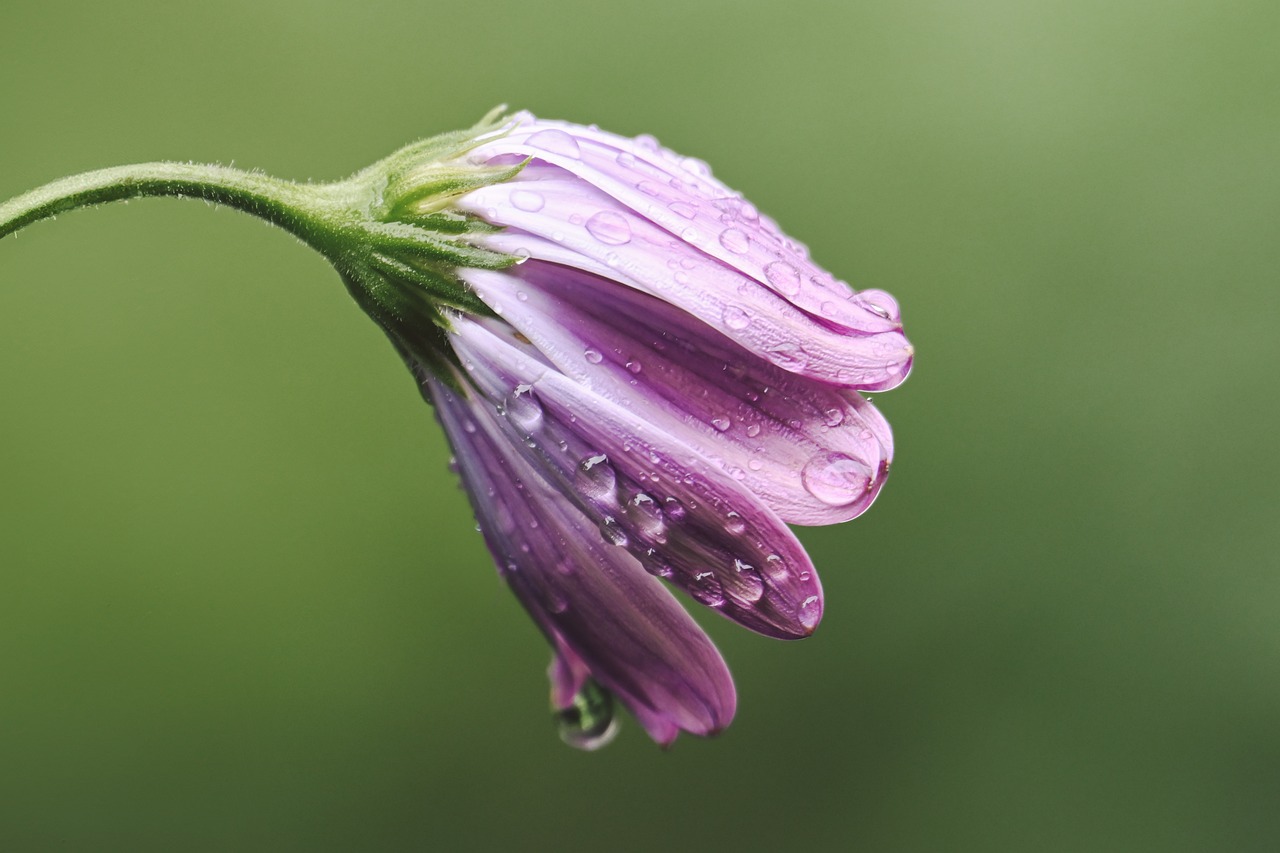 Flower Rain Plant - Free photo on Pixabay