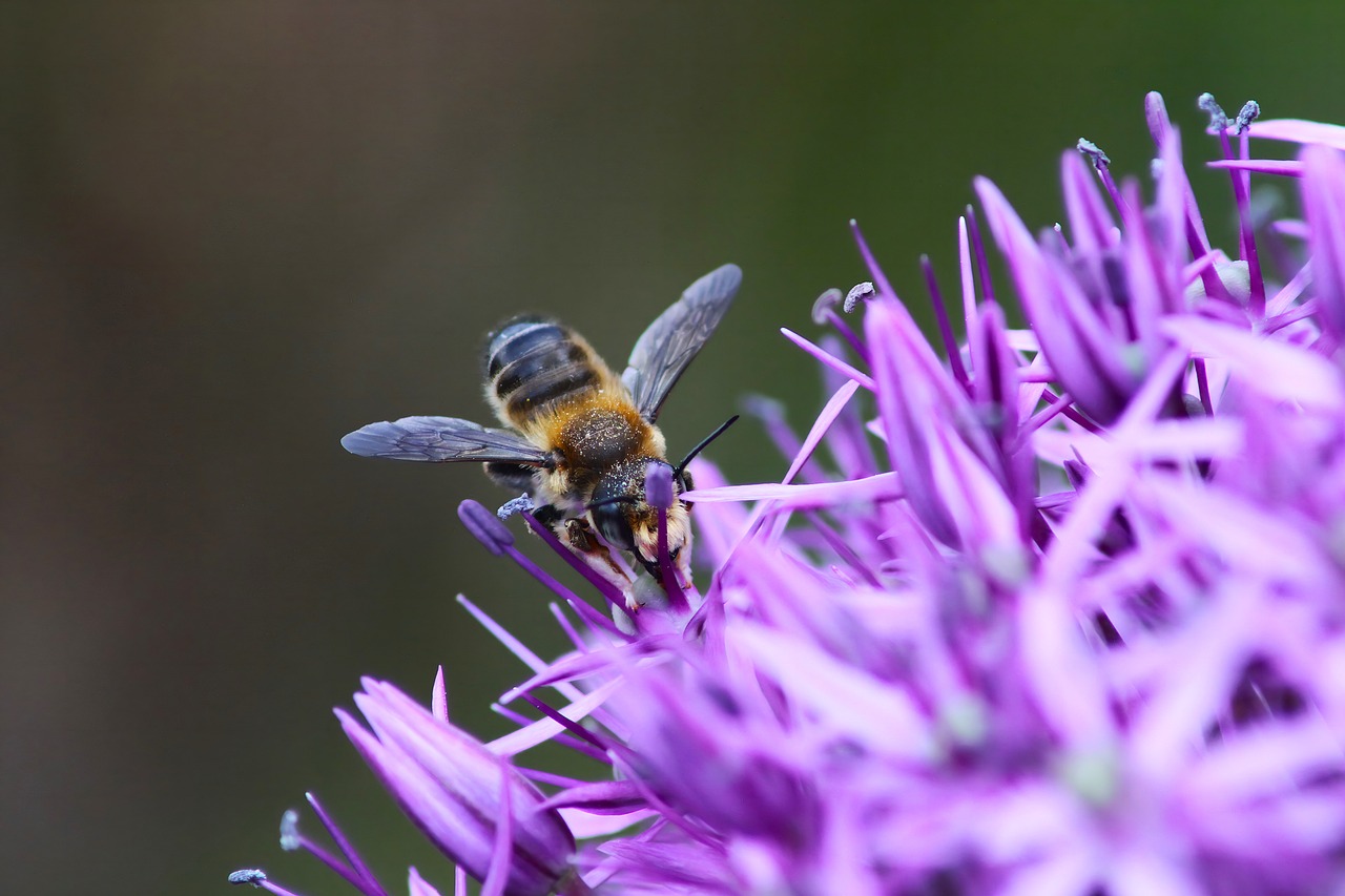 Bee Animal Insect - Free photo on Pixabay