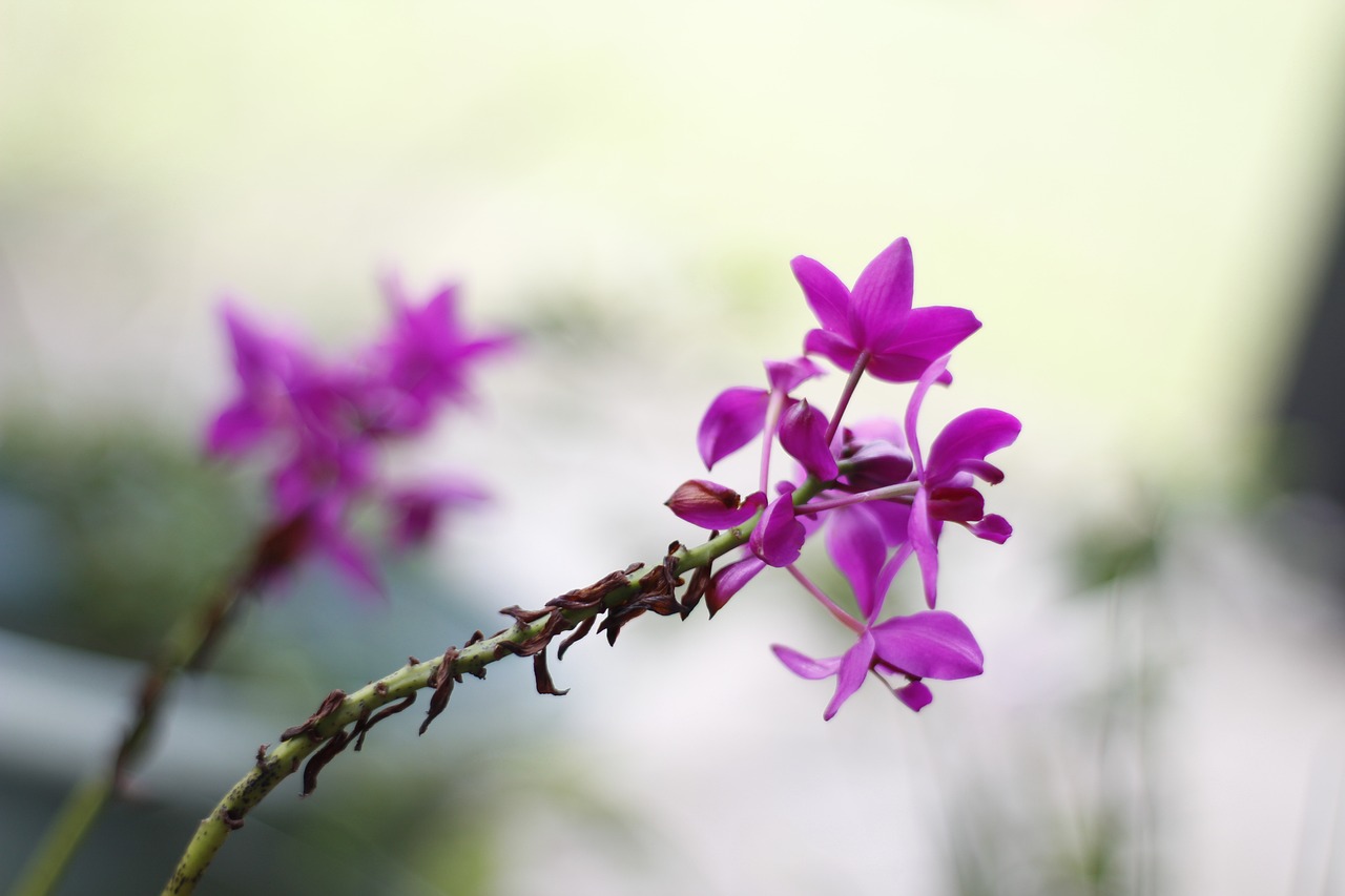 Natural Flower Blossom - Free photo on Pixabay