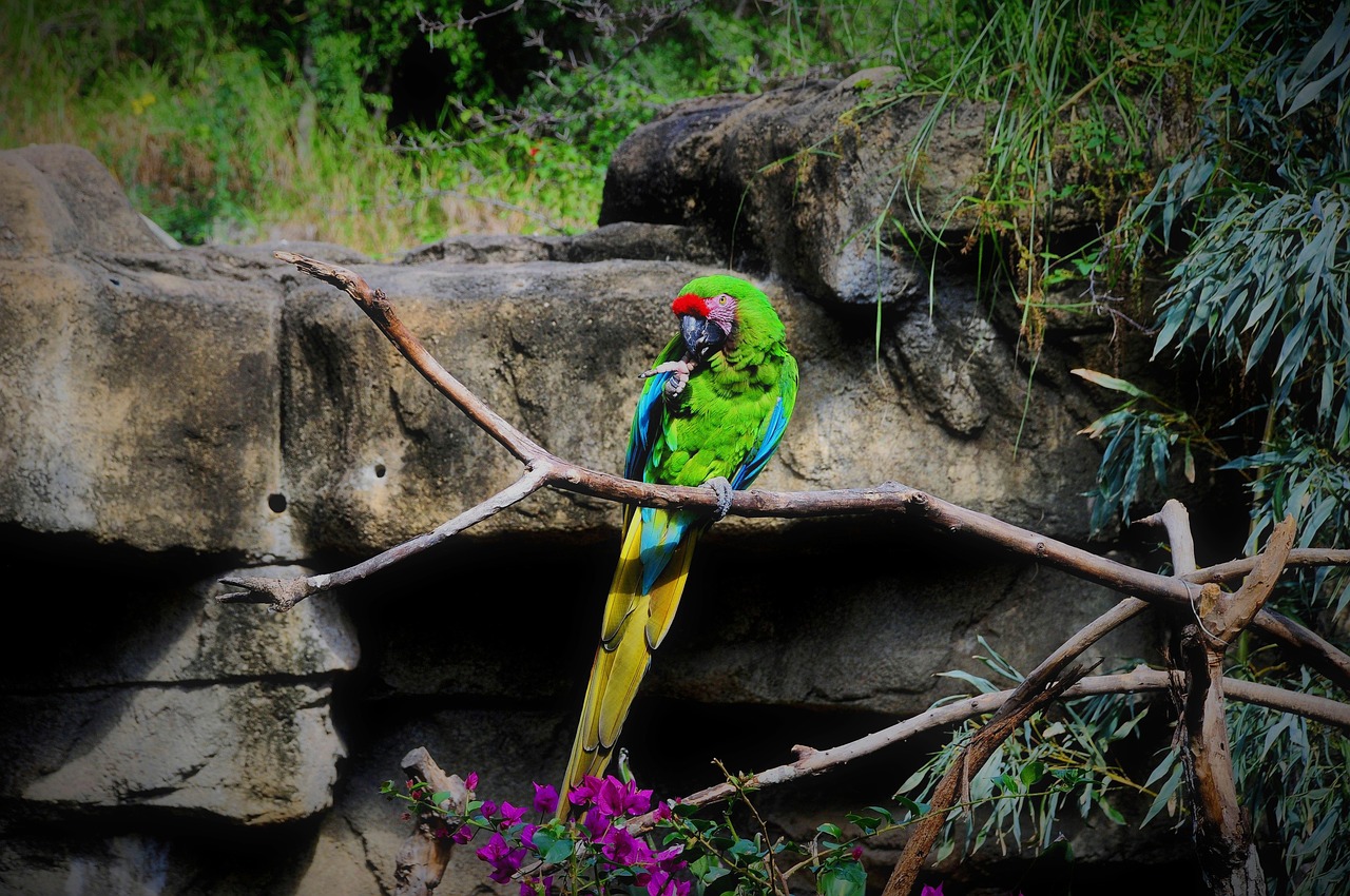 Parrot Nature Bird - Free photo on Pixabay