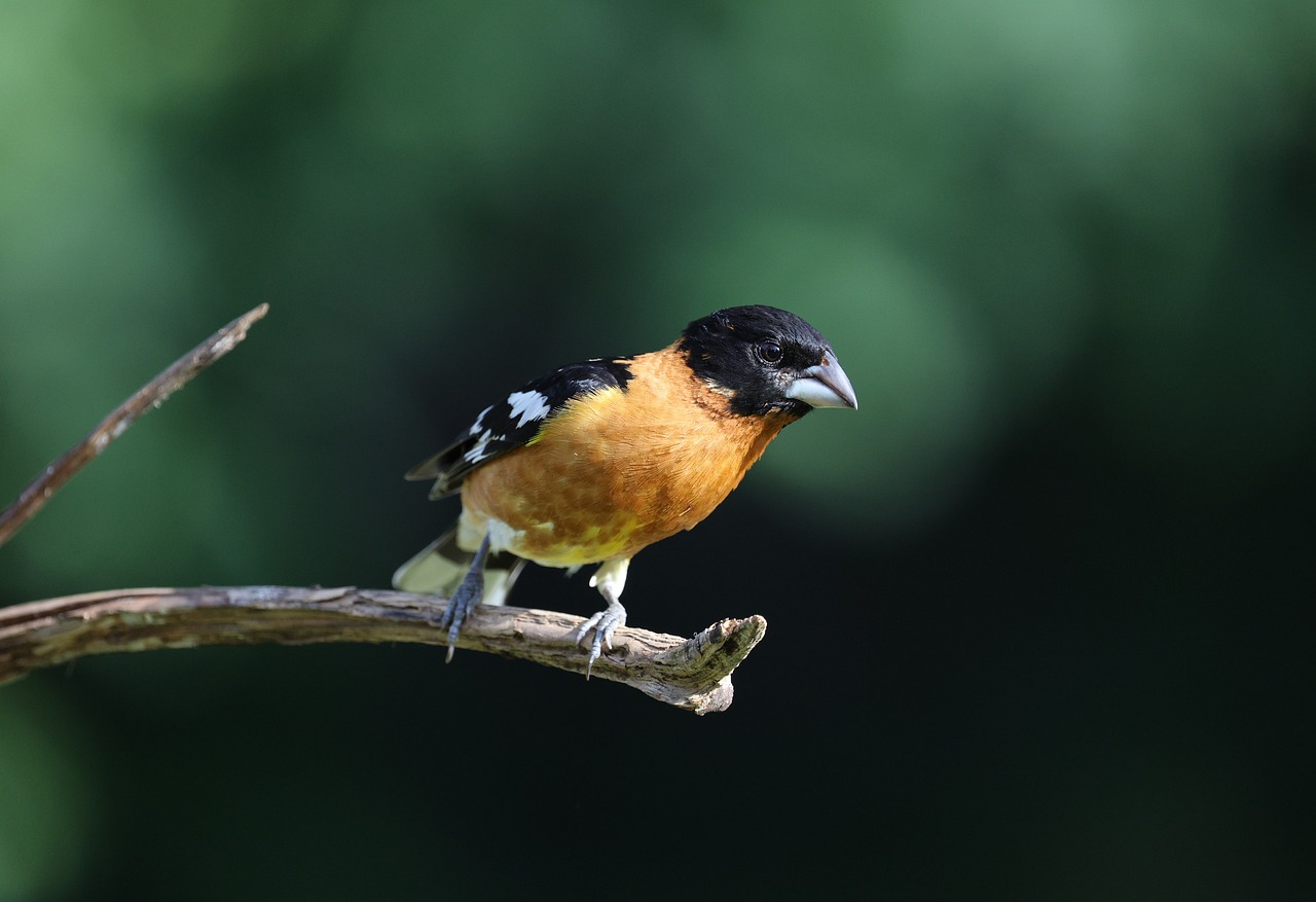 Grosbeak Bird Nature - Free photo on Pixabay