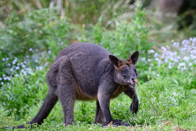 Wallaby Swamp Black - Free photo on Pixabay