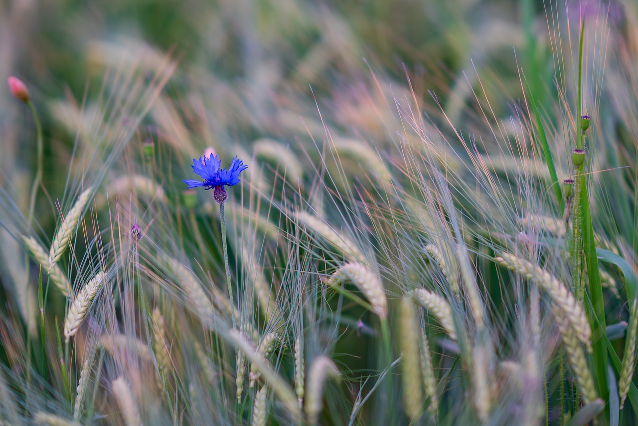 Grain Field Spike Free Photo On Pixabay